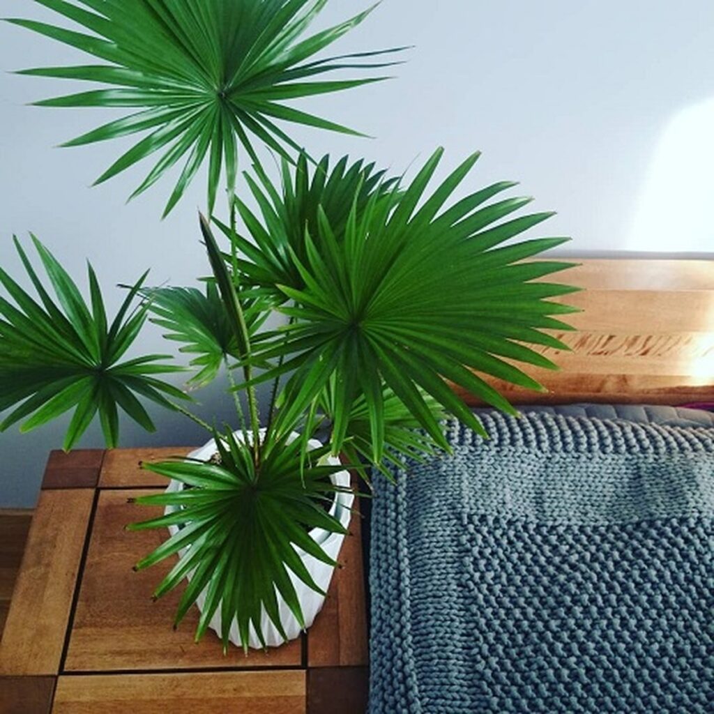 16 Amazing Small Palm Trees That Thrive in Tiny Spaces