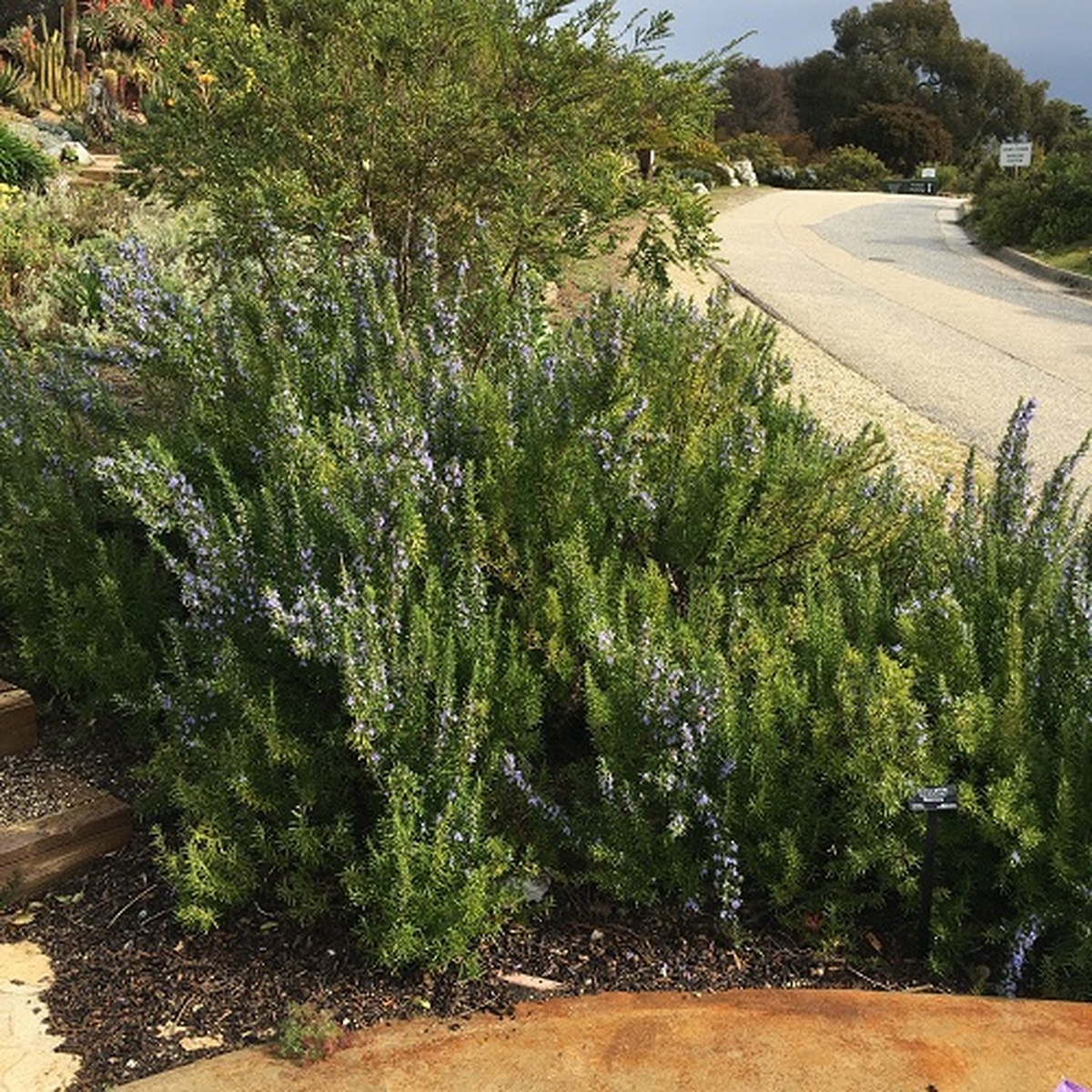 8 Amazing Creeping Rosemary Varieties to Brighten Your Garden