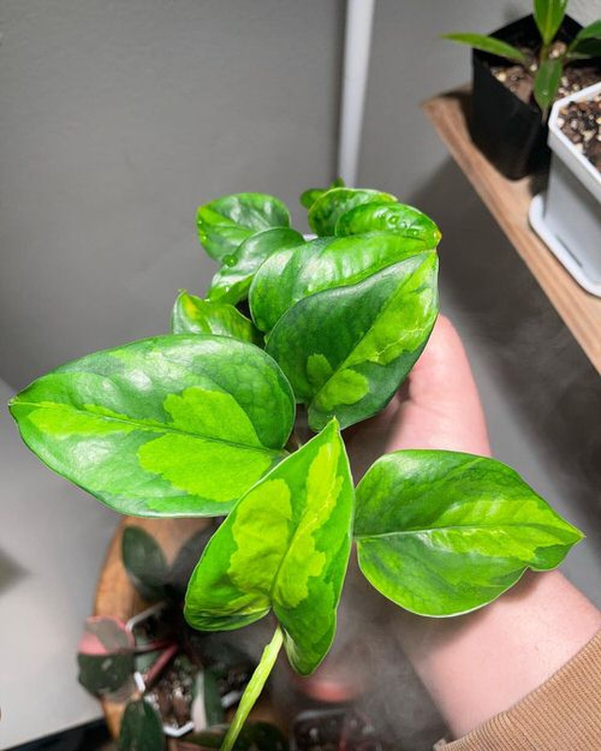 9 Stunning Variegated Pothos Plants for a Gorgeous Home Garden