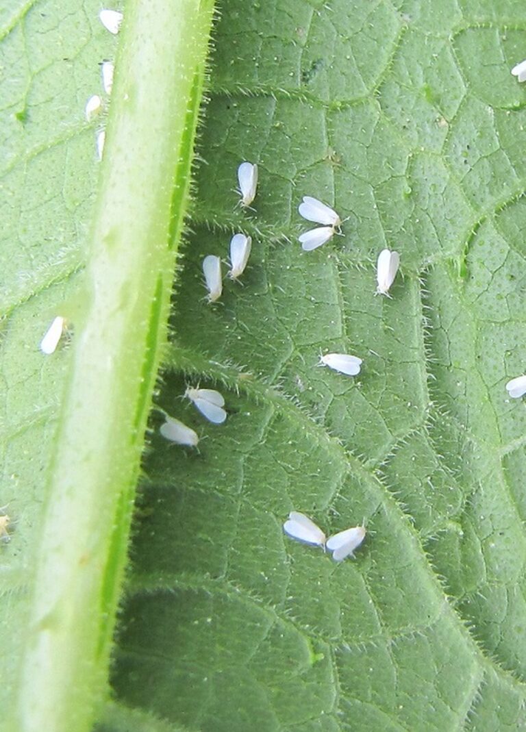 16 Fascinating Tiny Bugs That Look Like Specks of Dirt