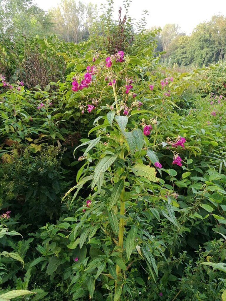 7 Fascinating Weeds that Look Like Trees - Spot These Garden Mimics!