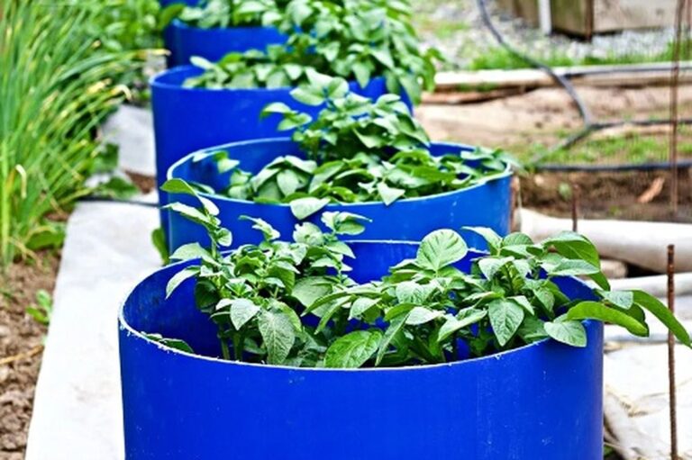 12 Clever DIY Potato Pots for Easy, Dig-Free Growing