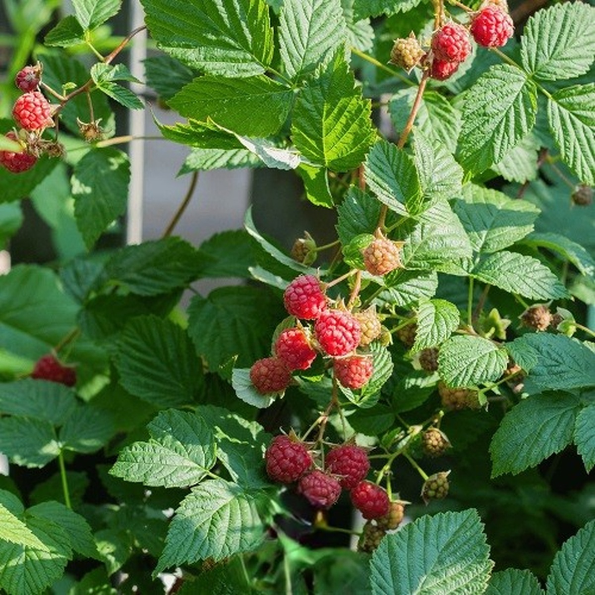 14 Common Plants That Look Like Poison Ivy: Spot the Difference