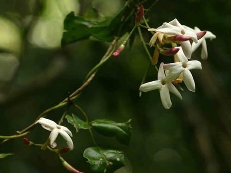 17 Gorgeous Types of Jasmine Flowers to Brighten Your Garden