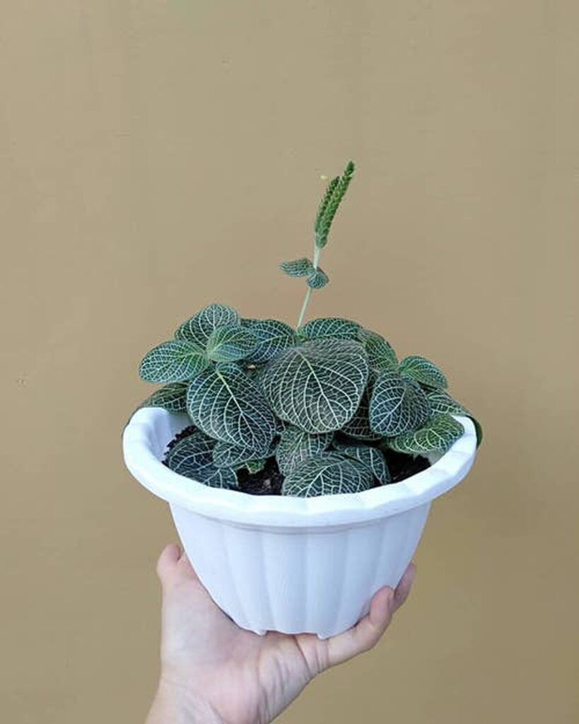 24 Stunning Fittonias to Brighten Your Home - Nerve Plant Varieties