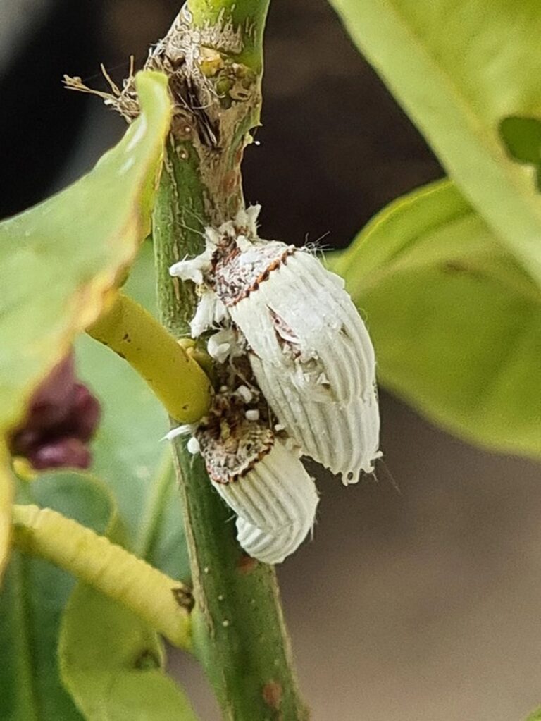 16 Fascinating Tiny Bugs That Look Like Specks of Dirt