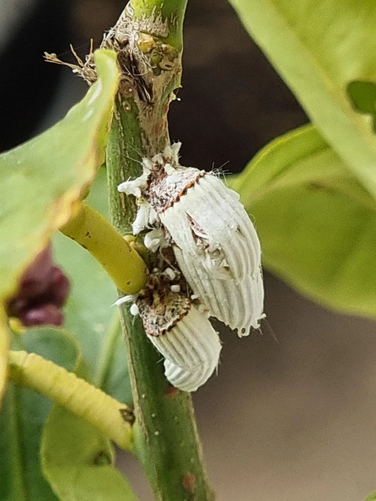 16 Fascinating Tiny Bugs That Look Like Specks of Dirt