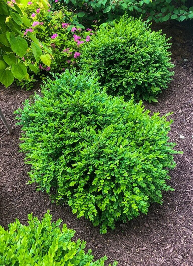 53 Amazing Low Maintenance Evergreen Shrubs for Your Garden