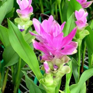 19 Gorgeous Types of Ginger Plants for Your Garden Paradise