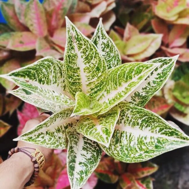7 Brilliant Ways to Get More Variegation on Plants Today