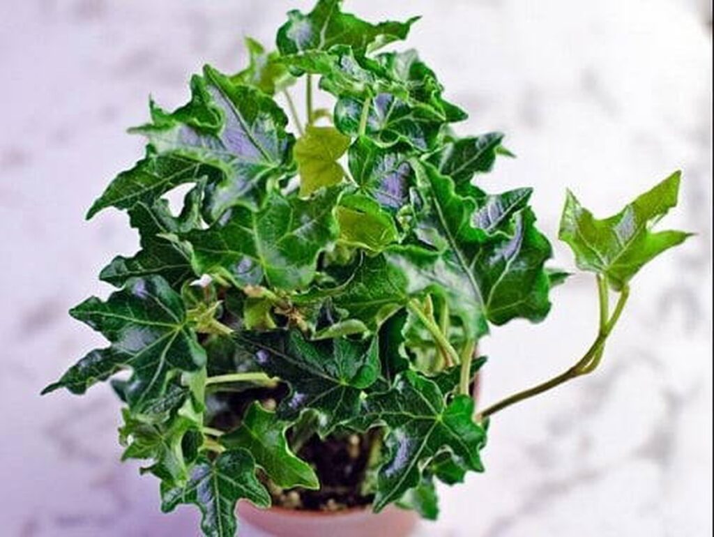 26 Stunning Types of Ivy Houseplants for Your Green Haven