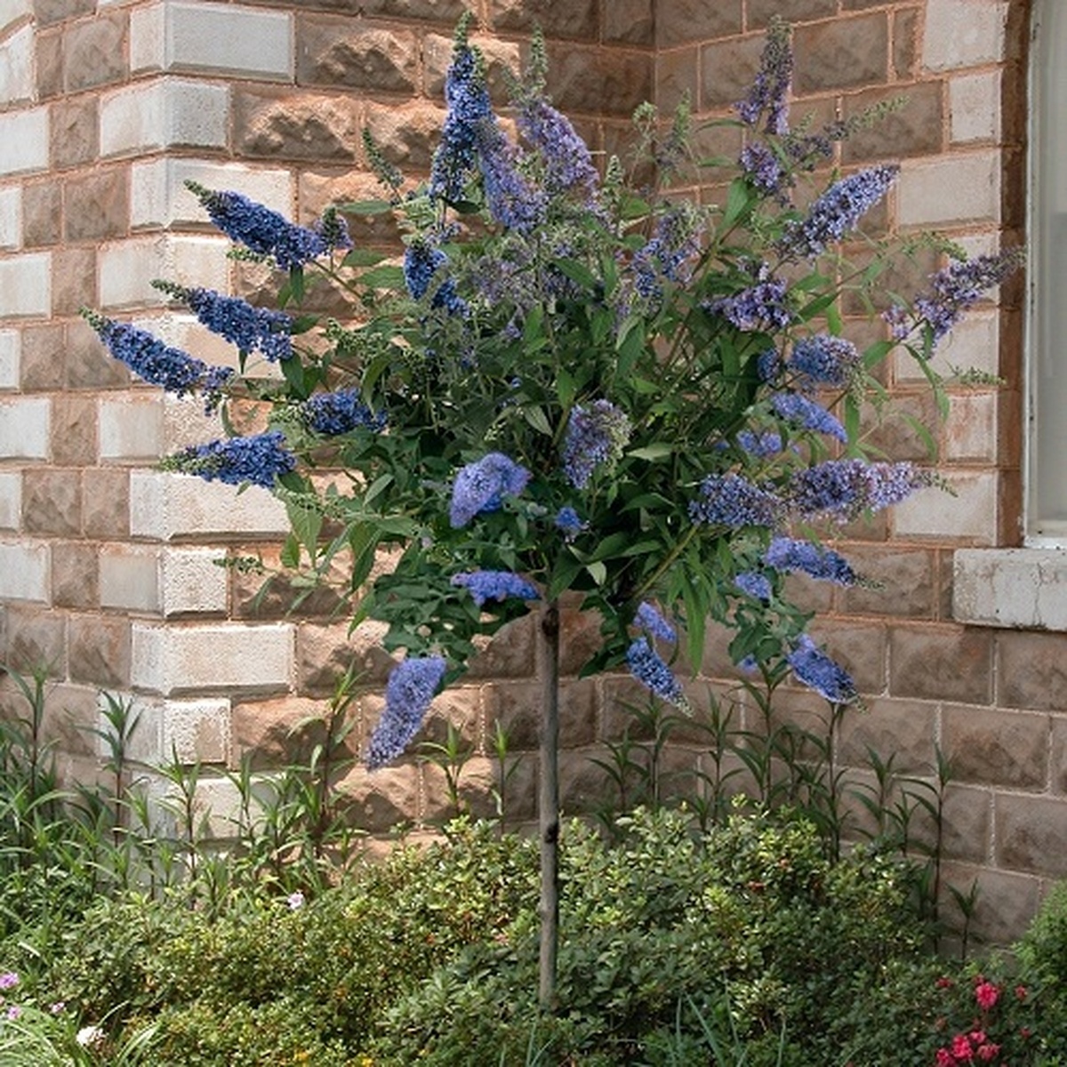 13 Stunning Trees With Blue Flowers to Brighten Your Garden