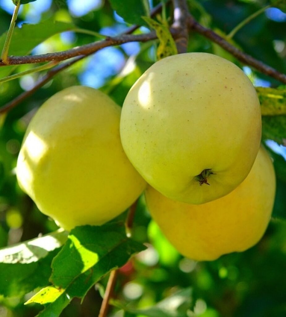 27 Delicious Yellow Apple Varieties Perfect For Your Garden