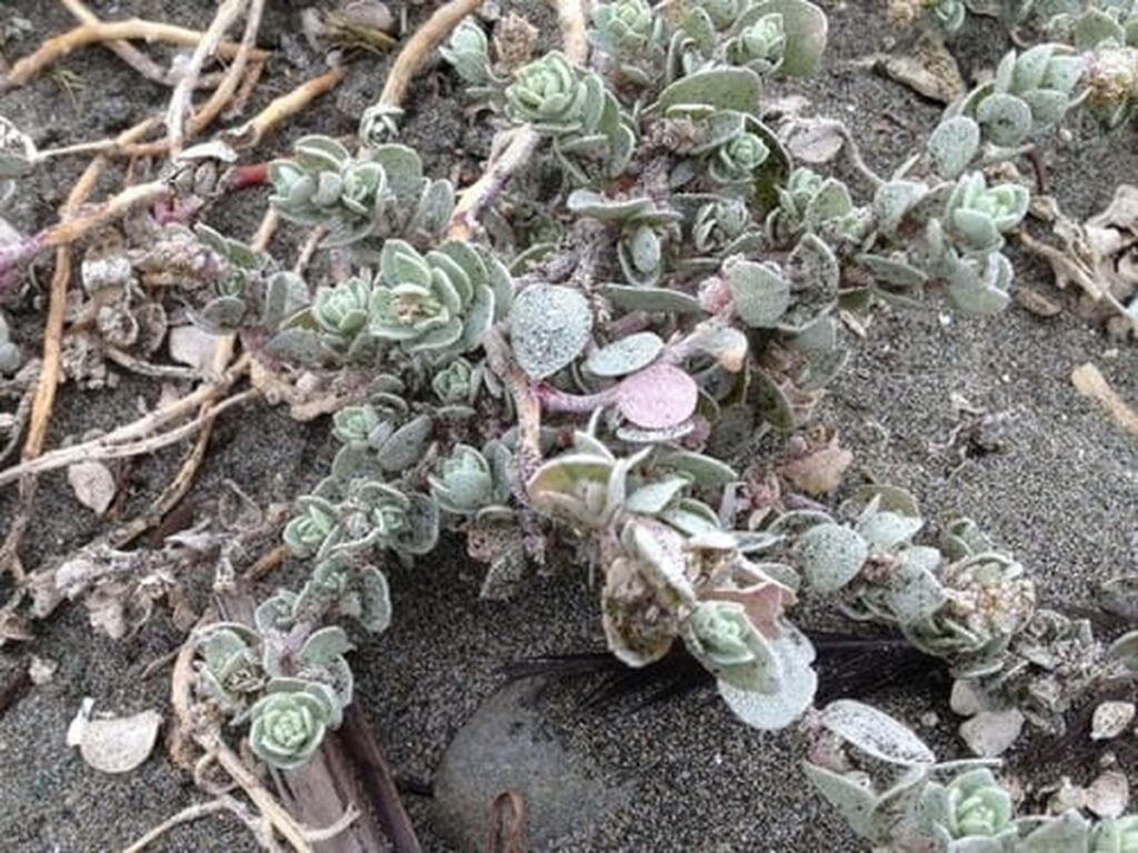 19 Stunning Beach Plants for Indoor and Home Garden Bliss