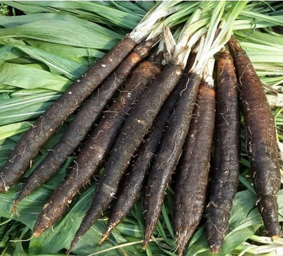 7 Fascinating Vegetables That Look Just Like Carrots