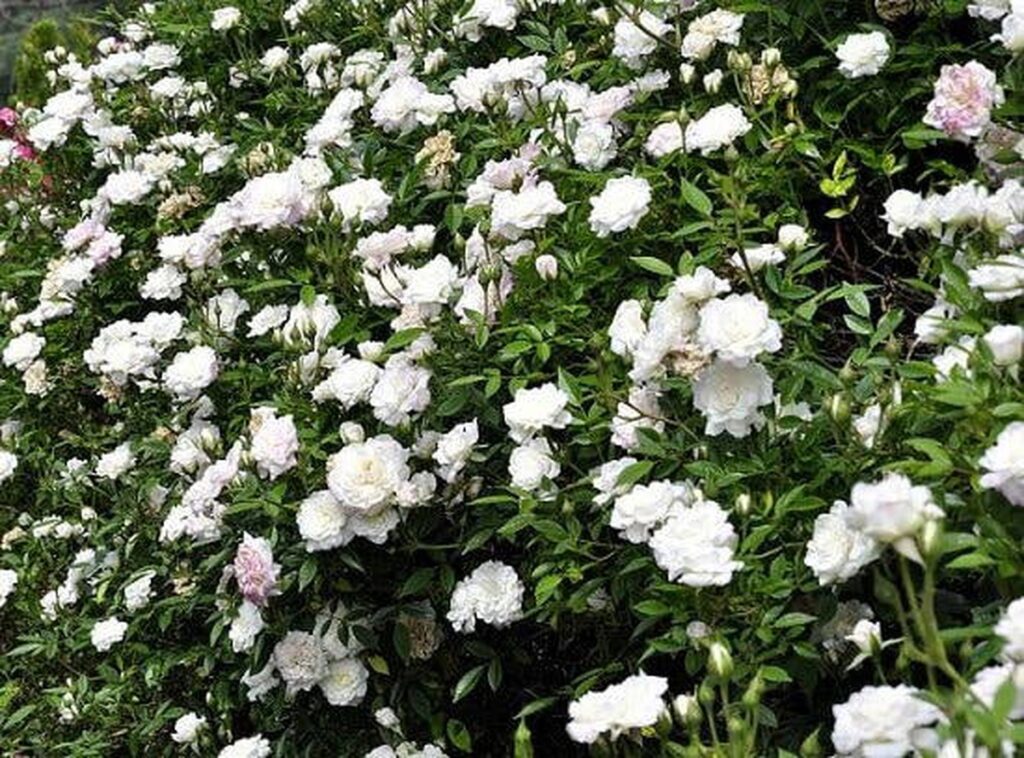 21 Beautiful Thornless Roses That Bring Joy Without Pain