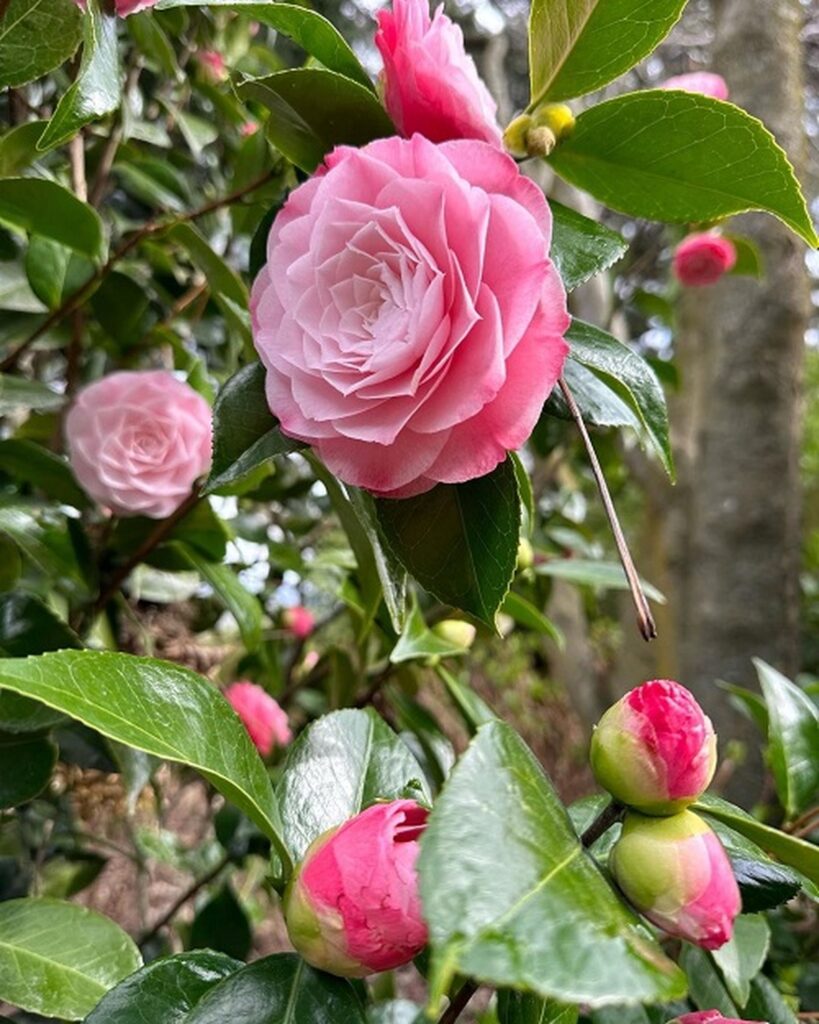 22 Beautiful French Flowers To Brighten Up Your Garden Today