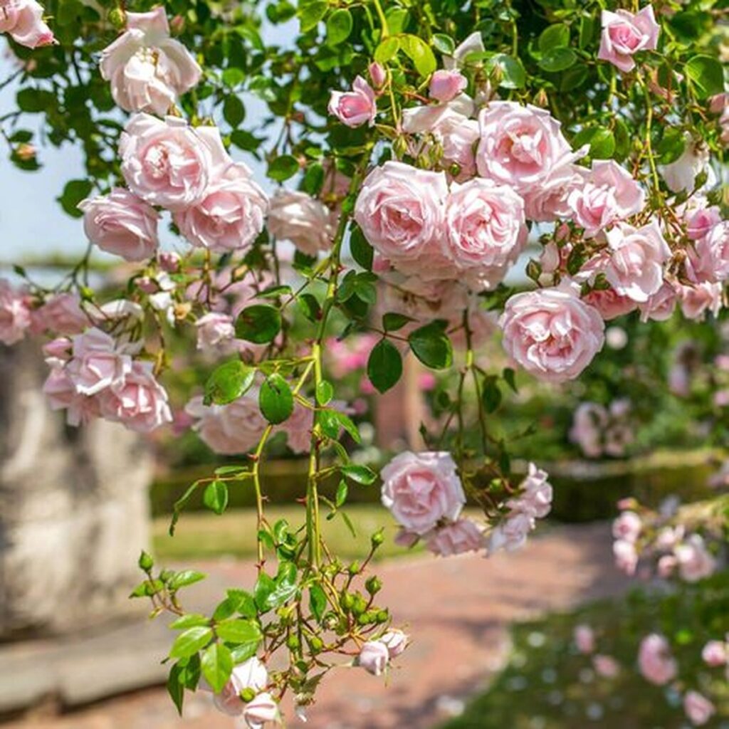 26 Beautiful Shade Tolerant Roses for Your Garden Hideaway