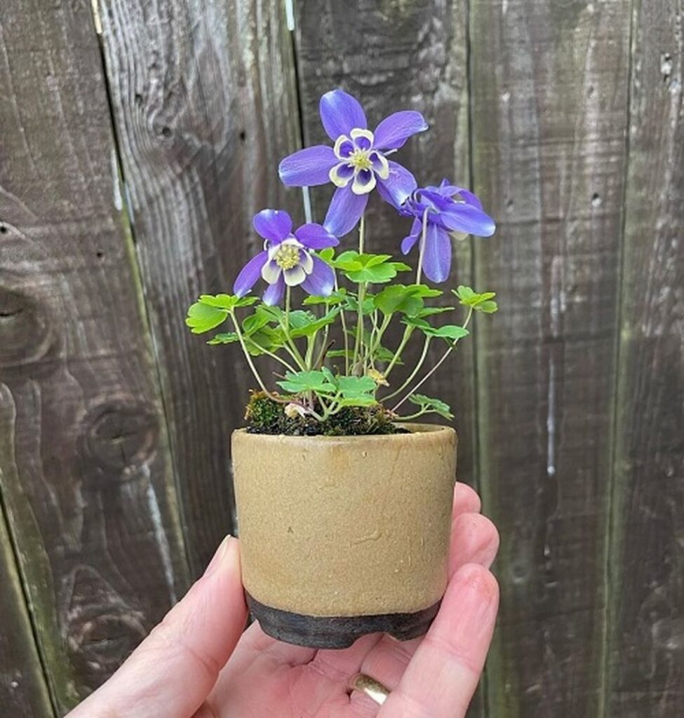 19 Beautiful Flowers That Mean Forgiveness for Heartfelt Apologies