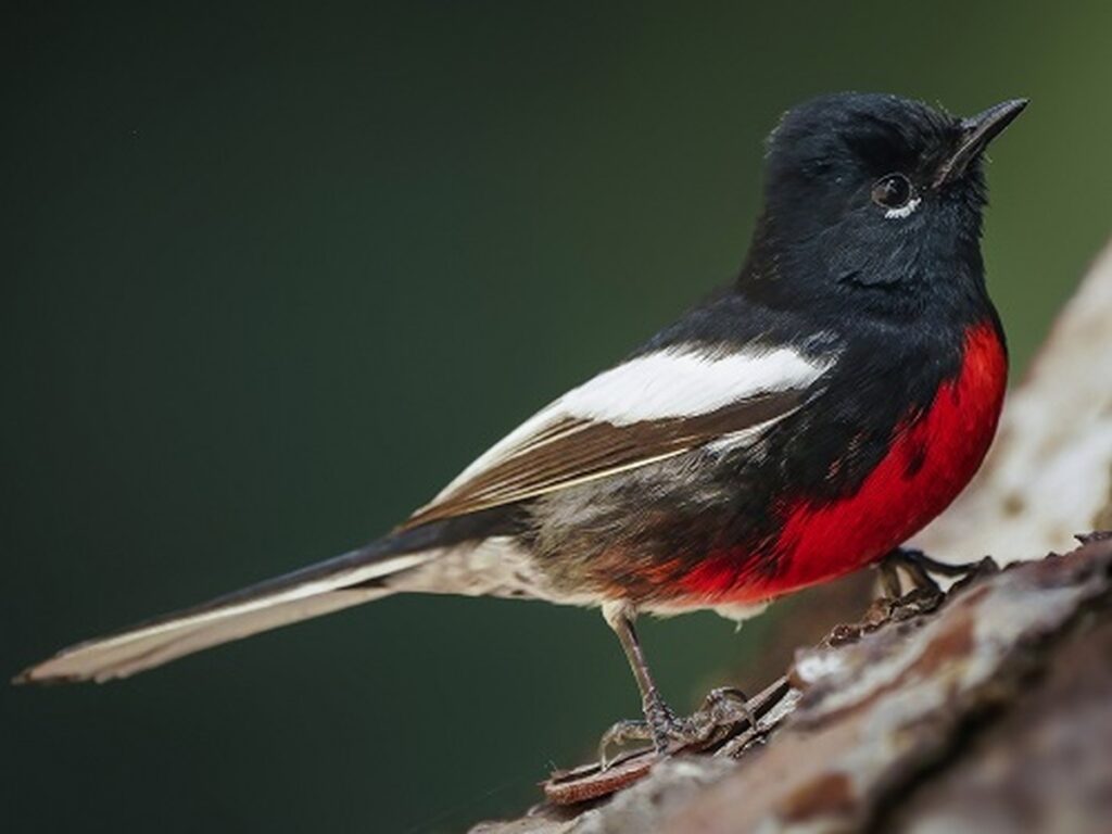 33 Stunning Birds with Red Chest That Brighten Any Garden