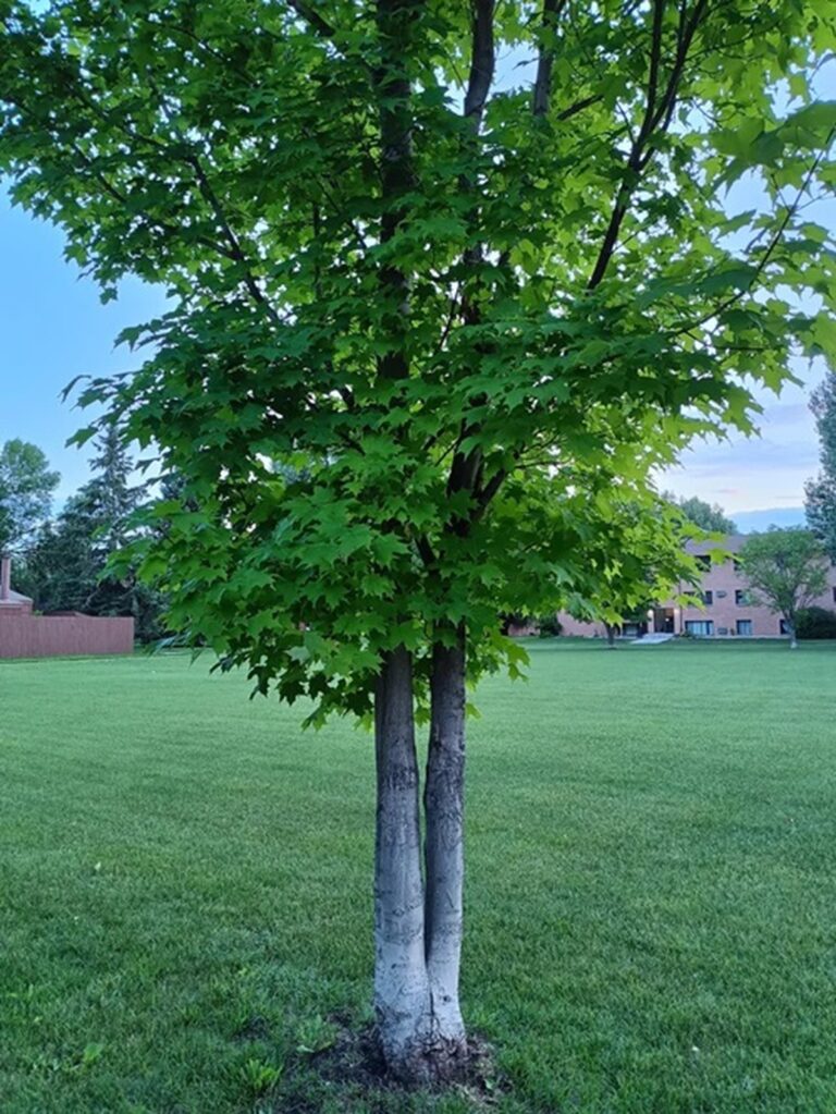 25 Enchanting Trees With Smooth Gray Bark That Stun Year-Round