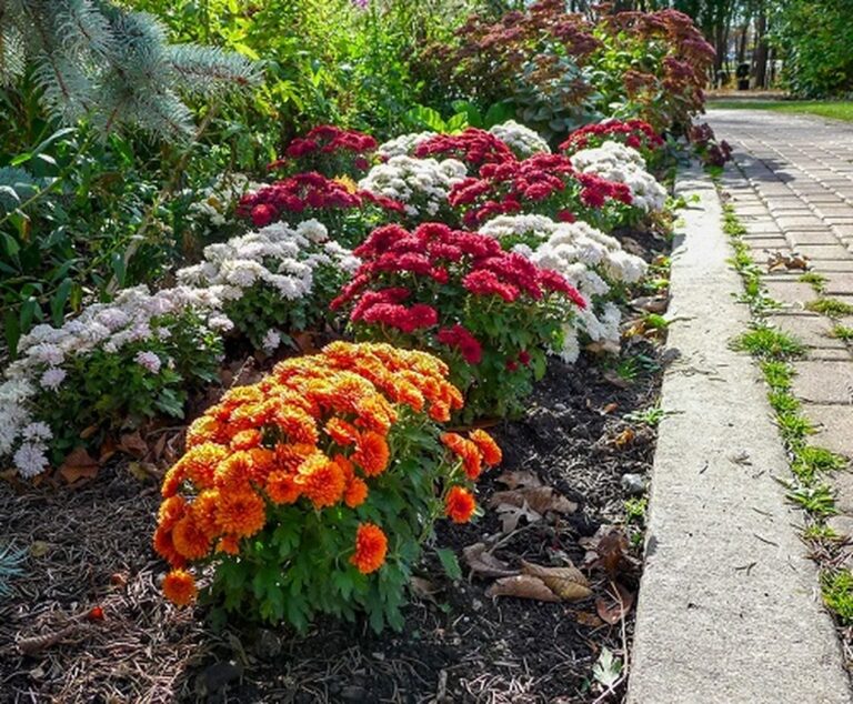 22 Beautiful French Flowers To Brighten Up Your Garden Today