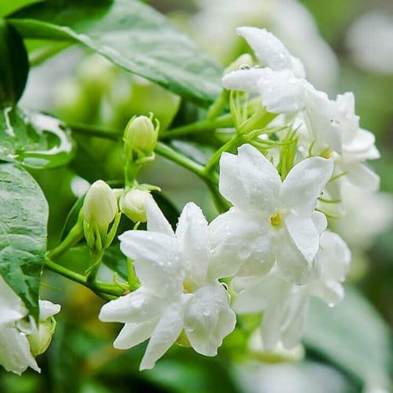 17 Gorgeous Types of Jasmine Flowers to Brighten Your Garden