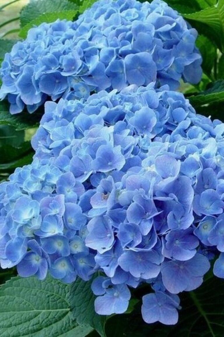 17 Stunning Types of Purple Hydrangea Varieties for Your Garden
