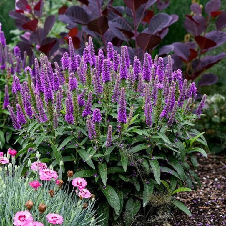 18 Lovely Purple Spring Flowers That Add Cheer to Any Garden