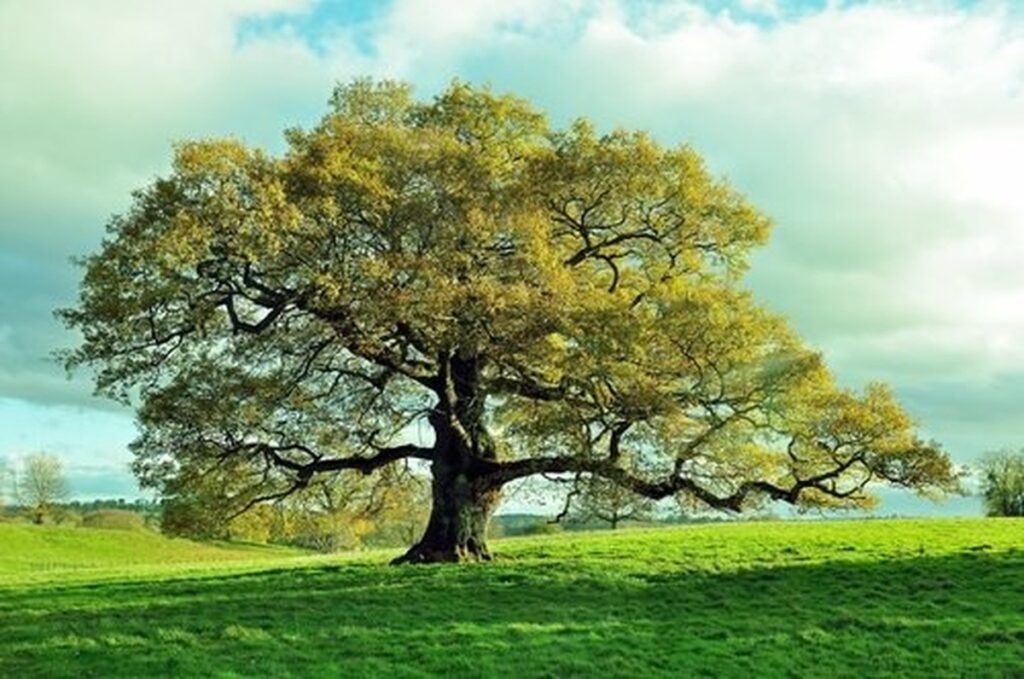 50 Stunning Types of Oak Trees for Your Dream Landscape