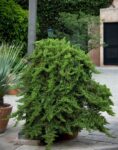 18 Enchanting Native European Plants That Thrive Locally