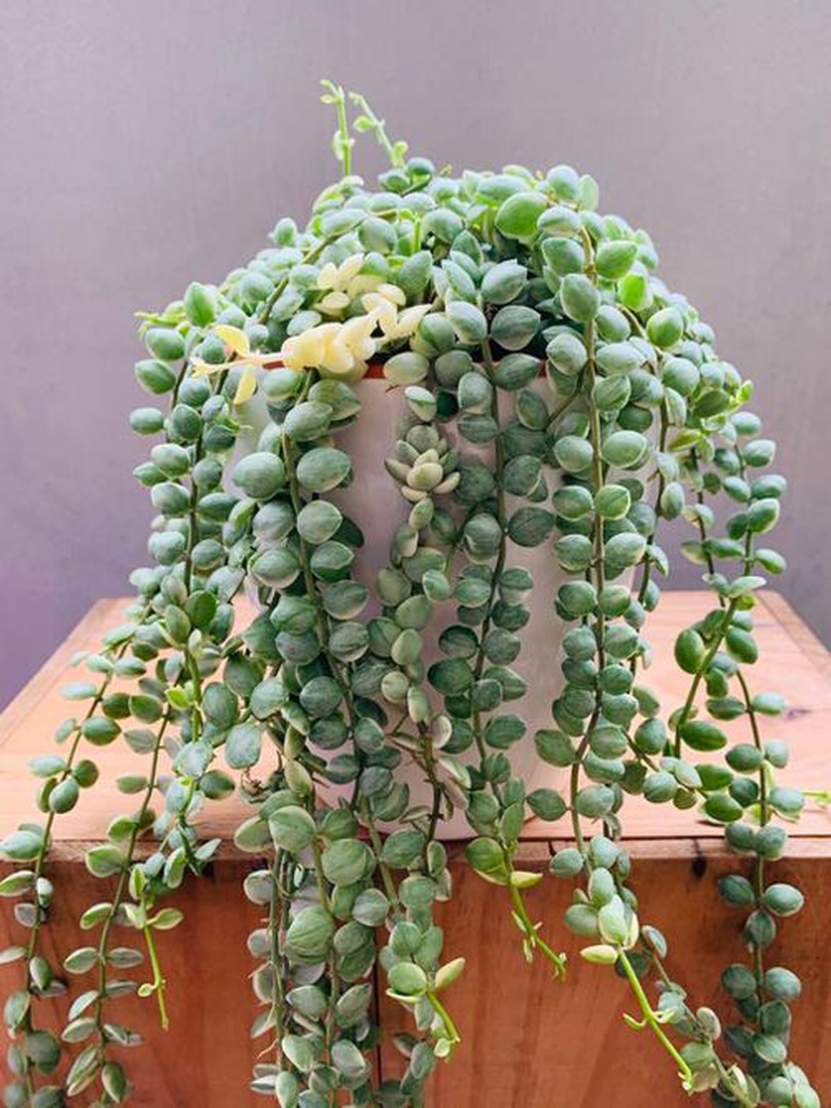12 Stunning Round Leaf Houseplants That Brighten Any Home