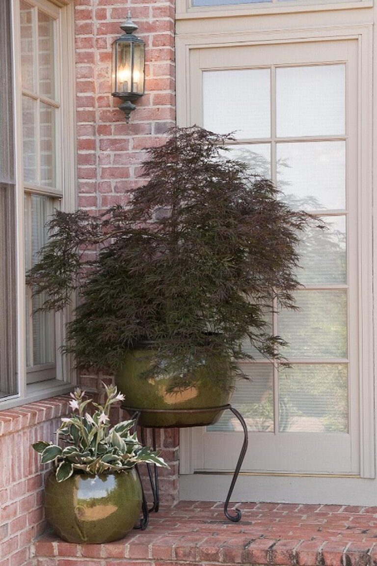 21 Gorgeous Maple Tree Varieties Perfect for Container Gardening