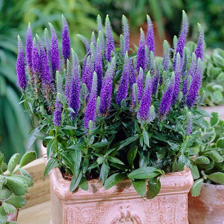 22 Beautiful Cone Shaped Flowers That Brighten Any Garden
