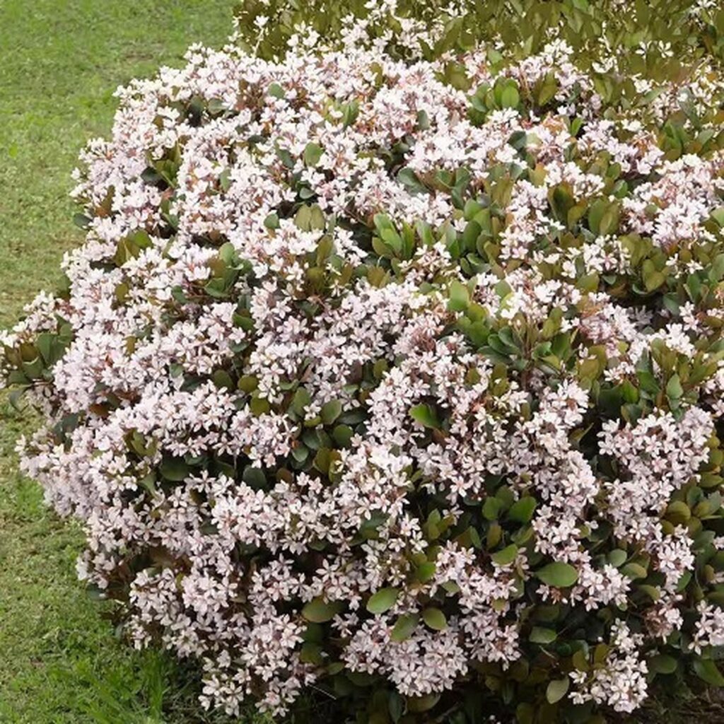 38 Gorgeous Texas Flowering Shrubs That Brighten Any Garden