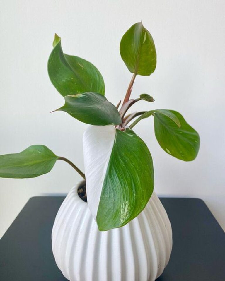 15 Stunning Houseplants that Look Like Pothos for Plant Lovers