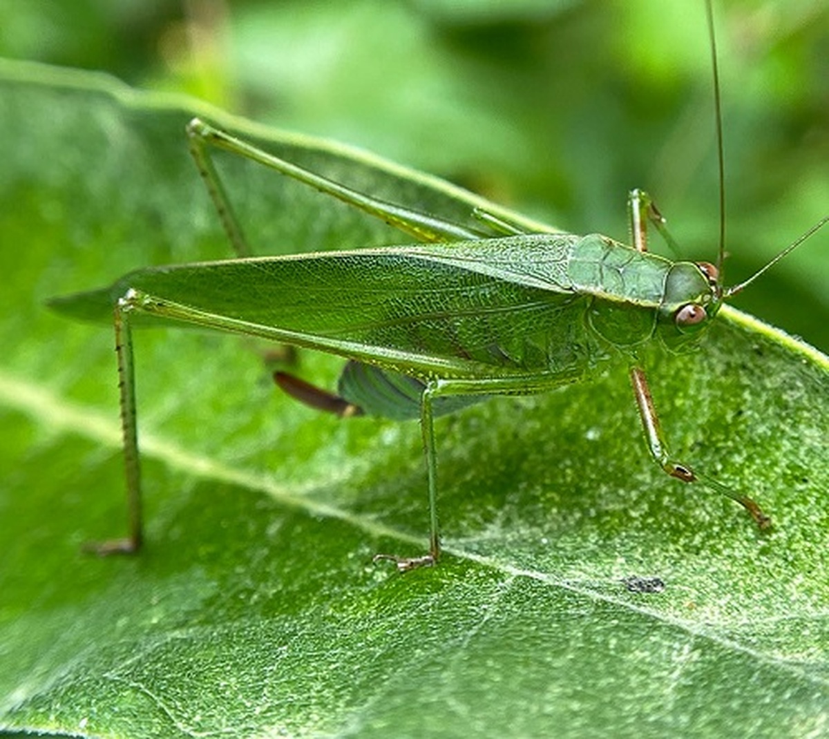 12 Fascinating Green Bugs That Look Like Leaves - Nature's Tricksters