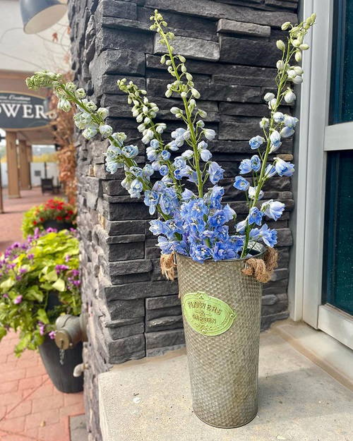 13 Enchanting Light Blue Flowers for Containers That Charm