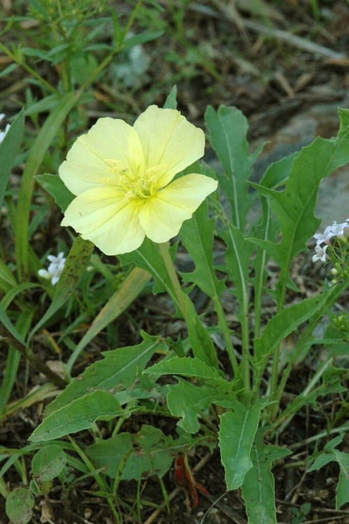 16 Stunning 4 Petal Flowers That'll Brighten Your Garden