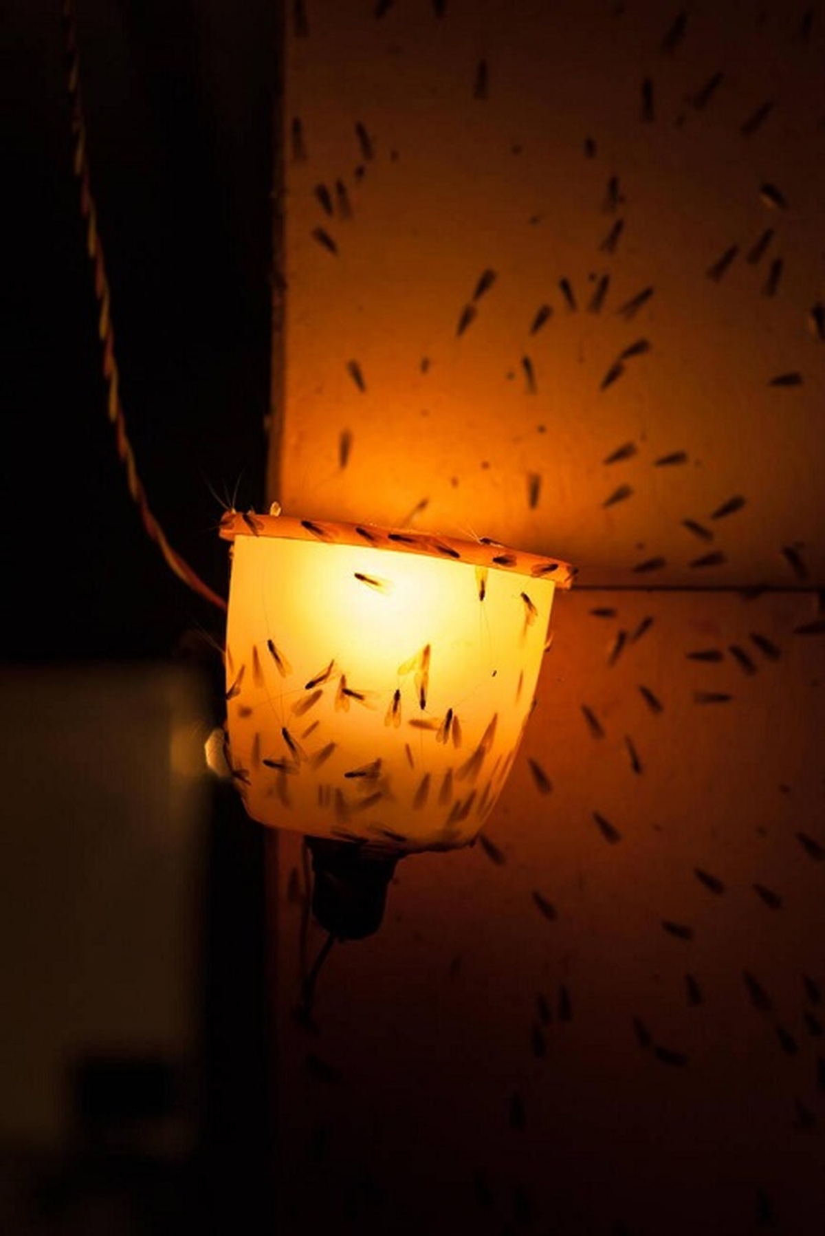 Where Gnats Coming From and How to Stop Them at the Source