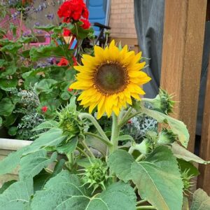 31 Stunning Sunflower Colors That Will Brighten Your Garden