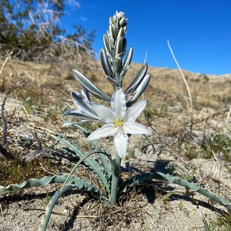 90 Amazing Desert Plants That Thrive in Dry Heat