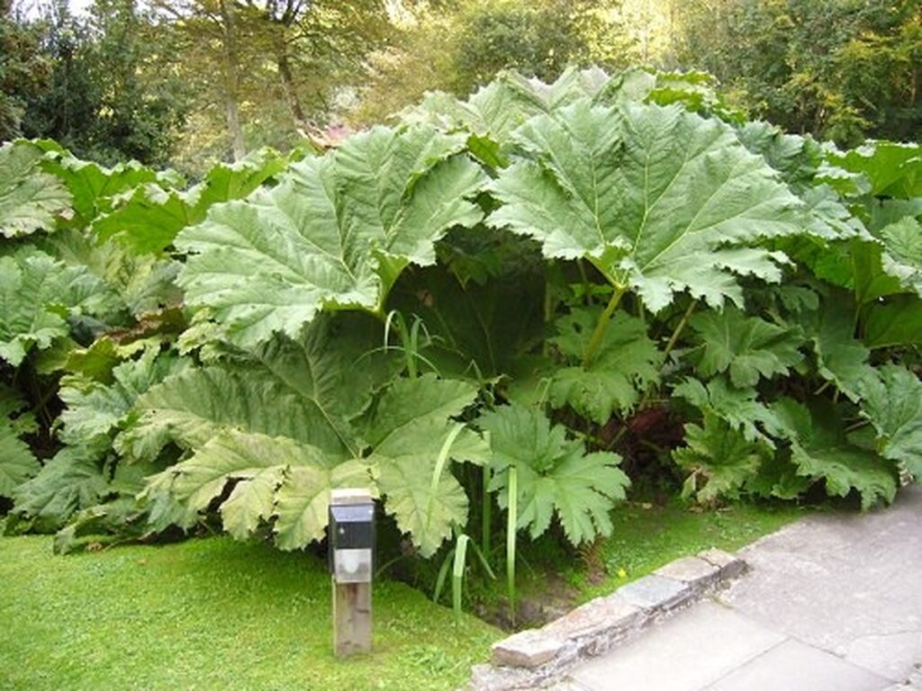 27 Stunning Big Leaf Outdoor Plants for Garden