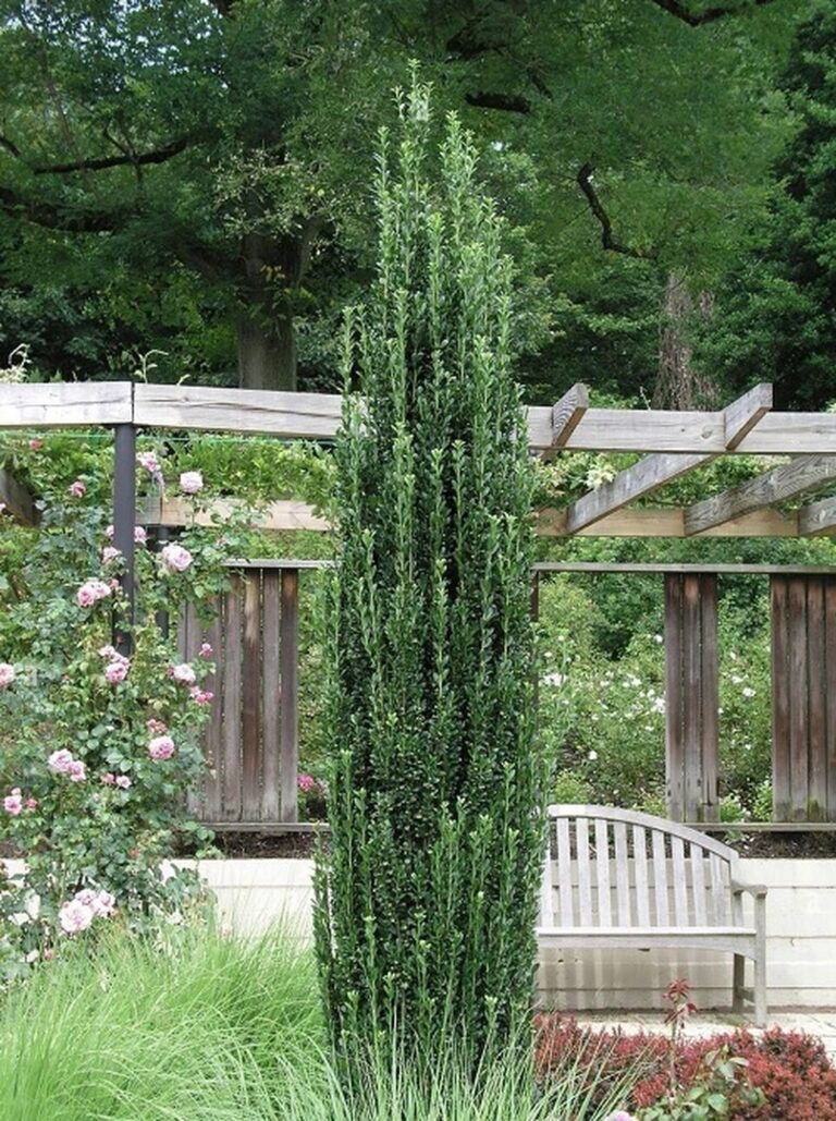 28 Stunning Tall Skinny Trees for Your Perfect Garden Oasis