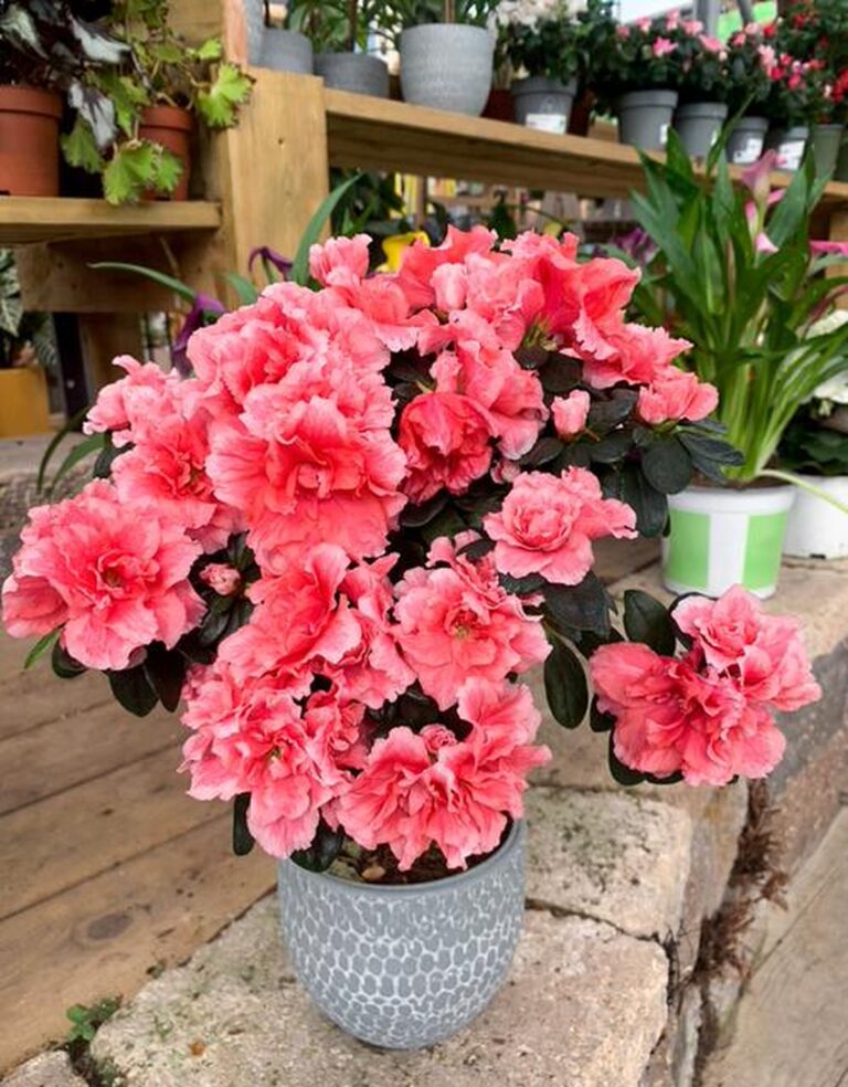50 Gorgeous Shrubs for Containers That Thrive in Small Spaces