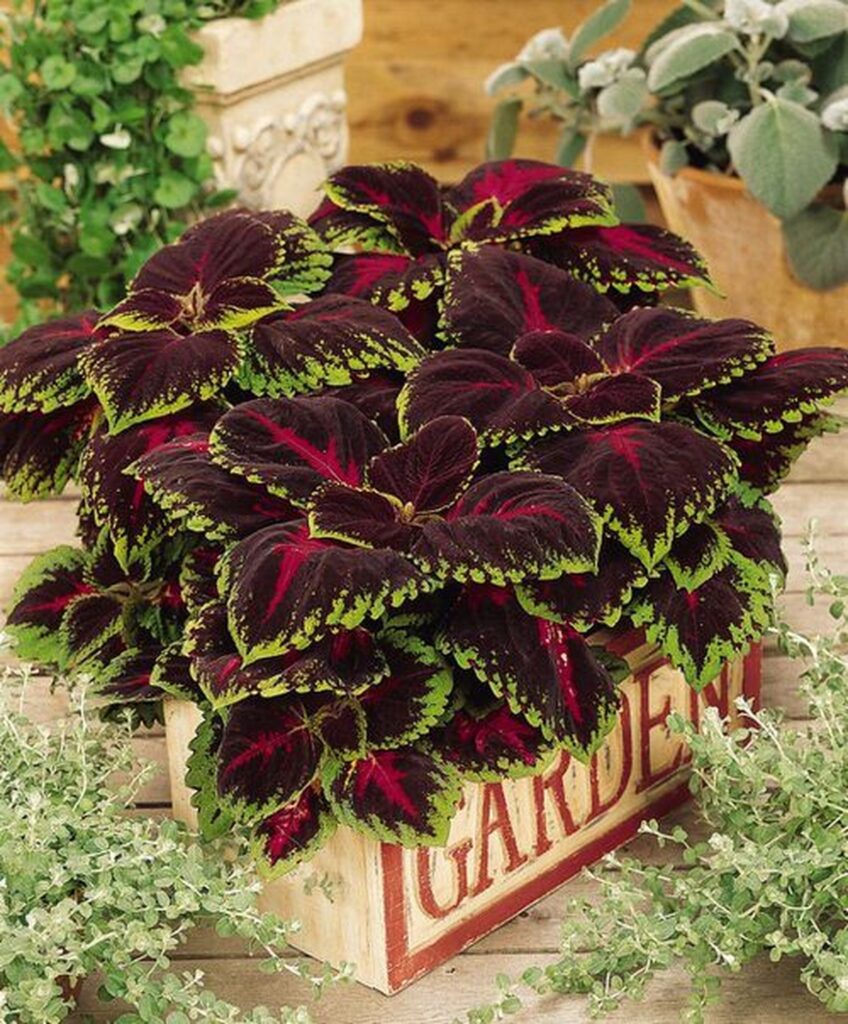 15 Vivid Red Tropical Plants for Indoor and Outdoor Appeal