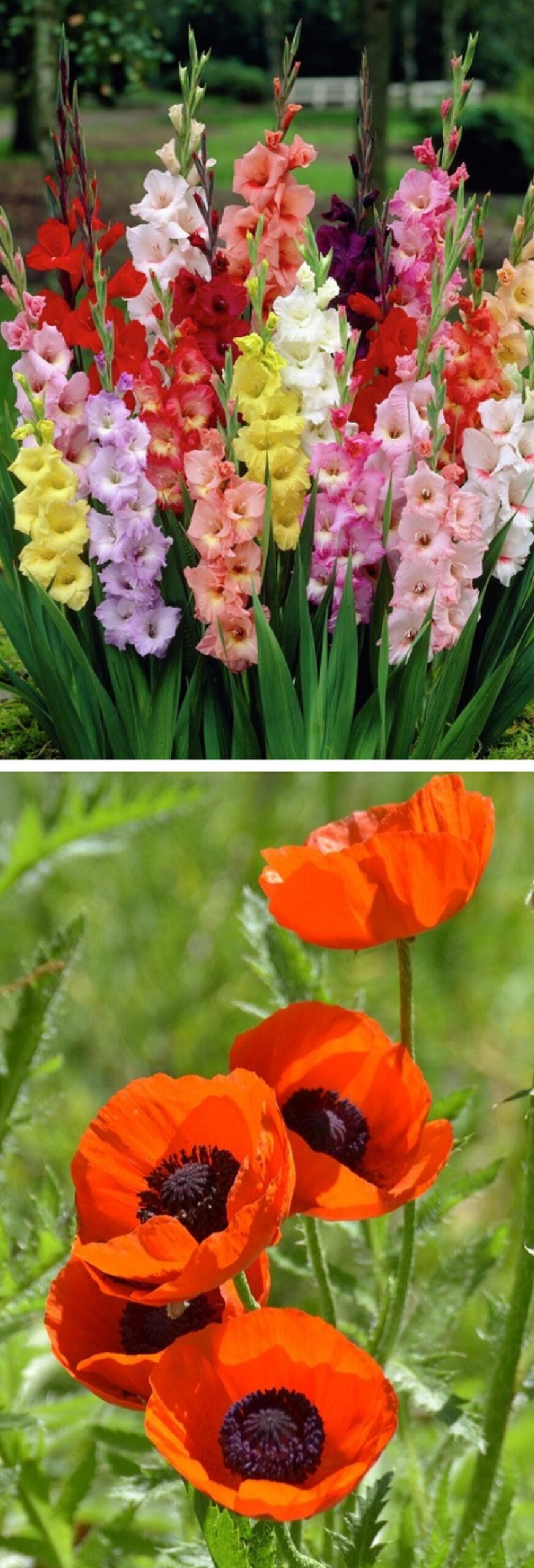 12 Beautiful Birth Month Flowers: Discover Their Meaningful Symbolism
