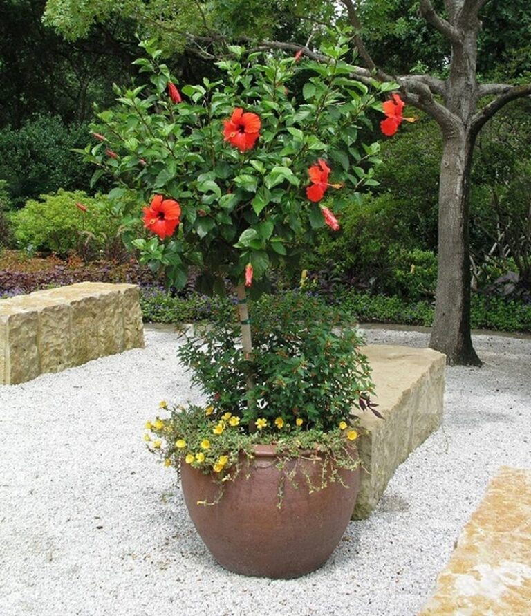 15 Fabulous Plants Perfect for Growing in a 12-inch Container