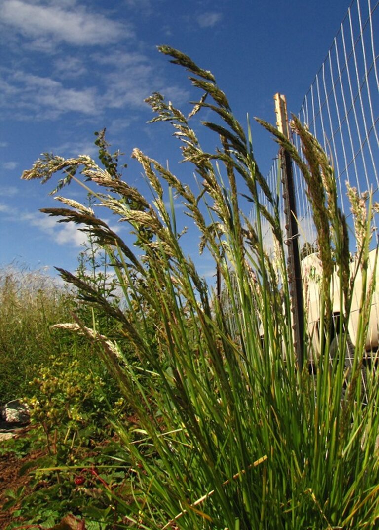 11 Ideal Grasses that Flower for Gardens