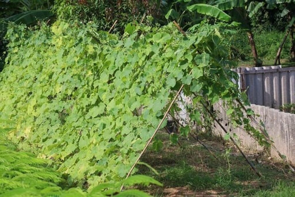 14 Charming DIY Zucchini Trellis Ideas for Your Garden